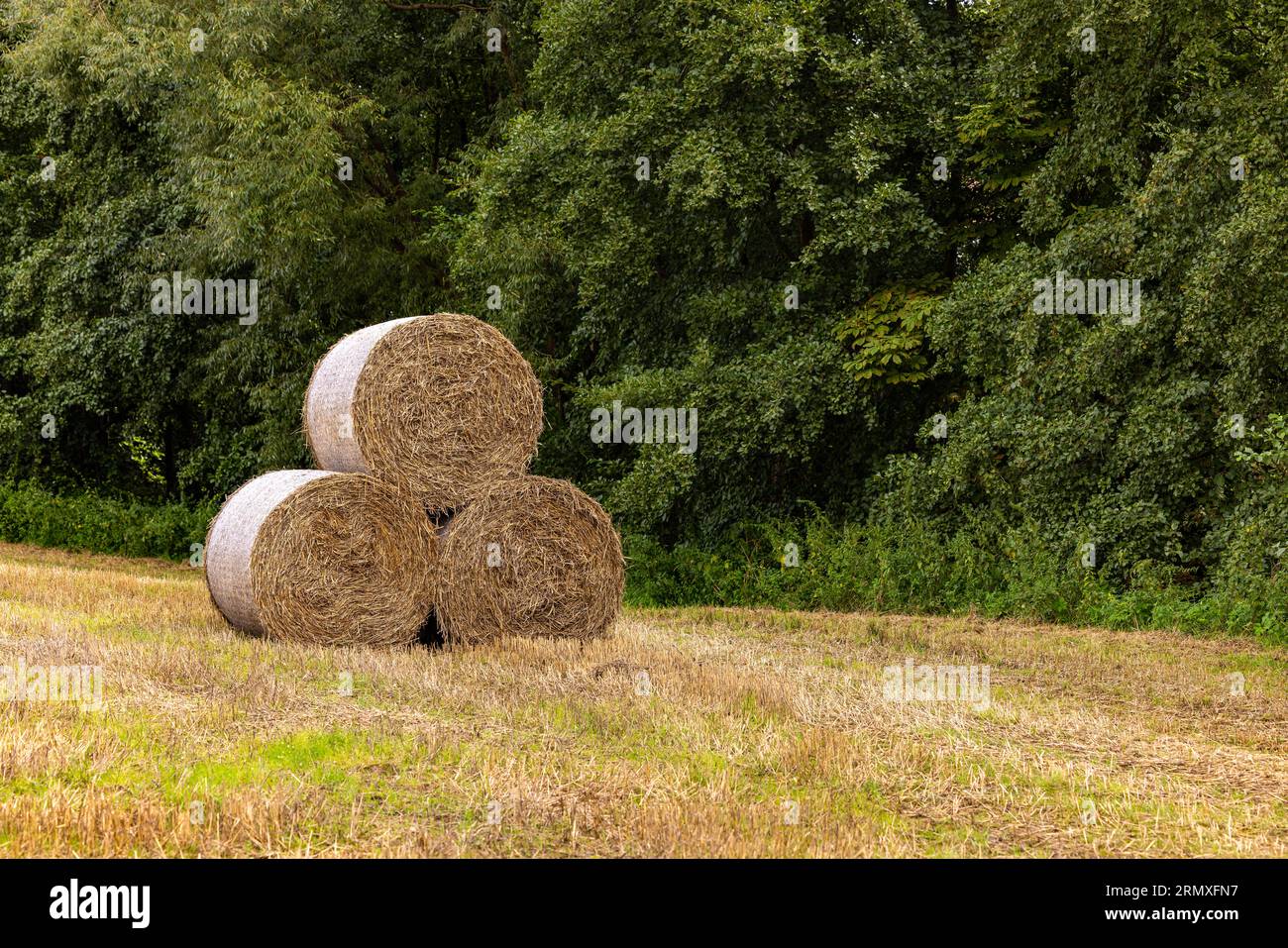 Straws field trees agriculture hi-res stock photography and images - Alamy