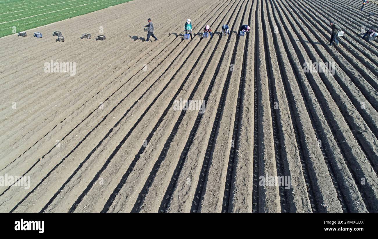 Farmers grow ginger in the fields, North China Stock Photo - Alamy
