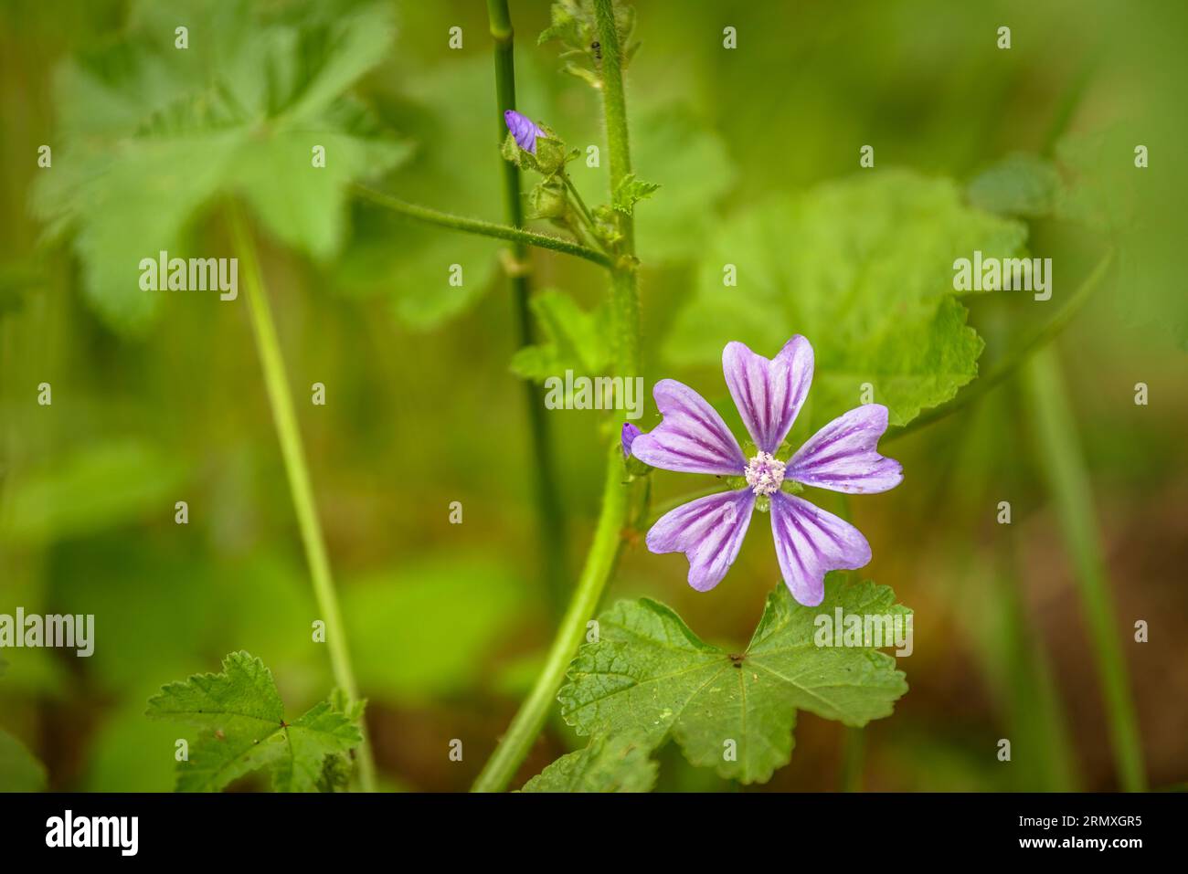 Fuente de la flor hi-res stock photography and images - Alamy