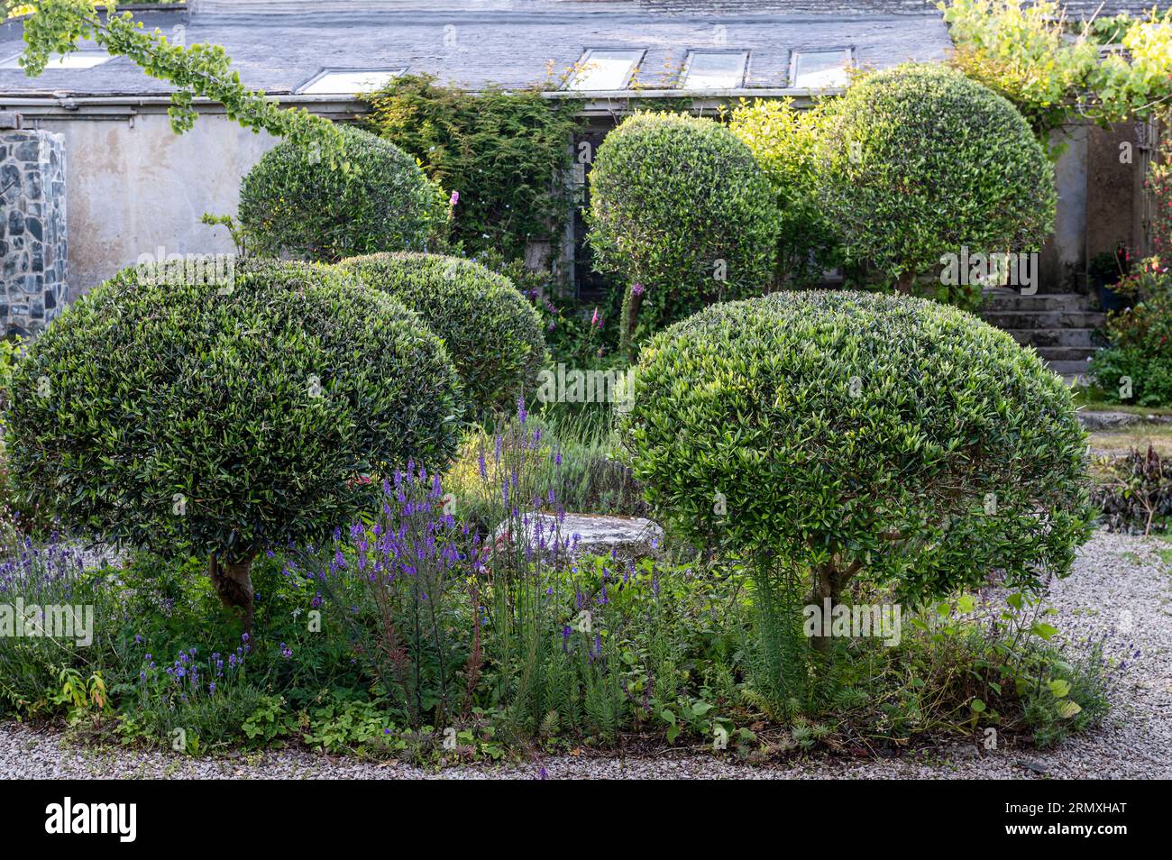 Walled garden planted with clipped trees outside 18th century flower ...