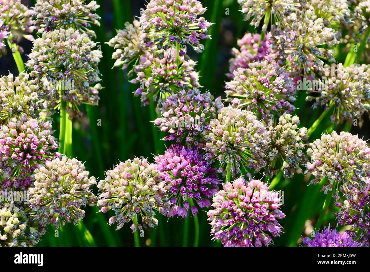 Ornamental onion, Allium Millenium at Cleveland Botanical Garden ...