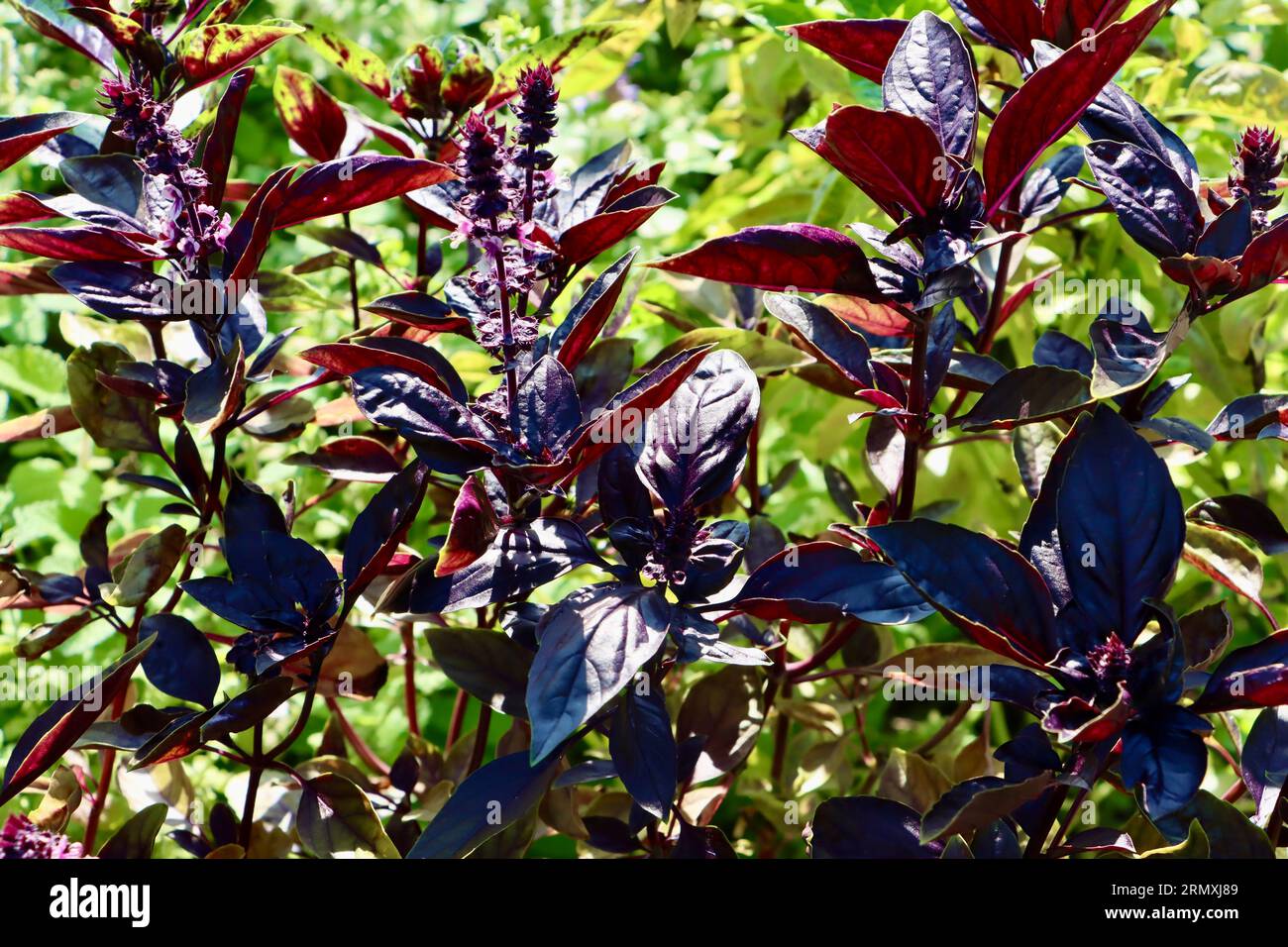 Dark red basil hi-res stock photography and images - Alamy