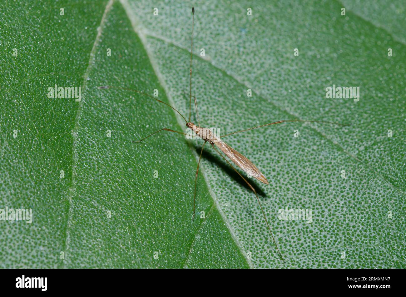 Stilt bug hi-res stock photography and images - Alamy