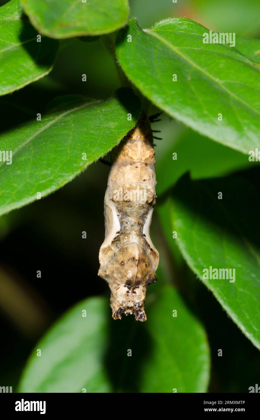 Agraulis incarnata hi-res stock photography and images - Alamy