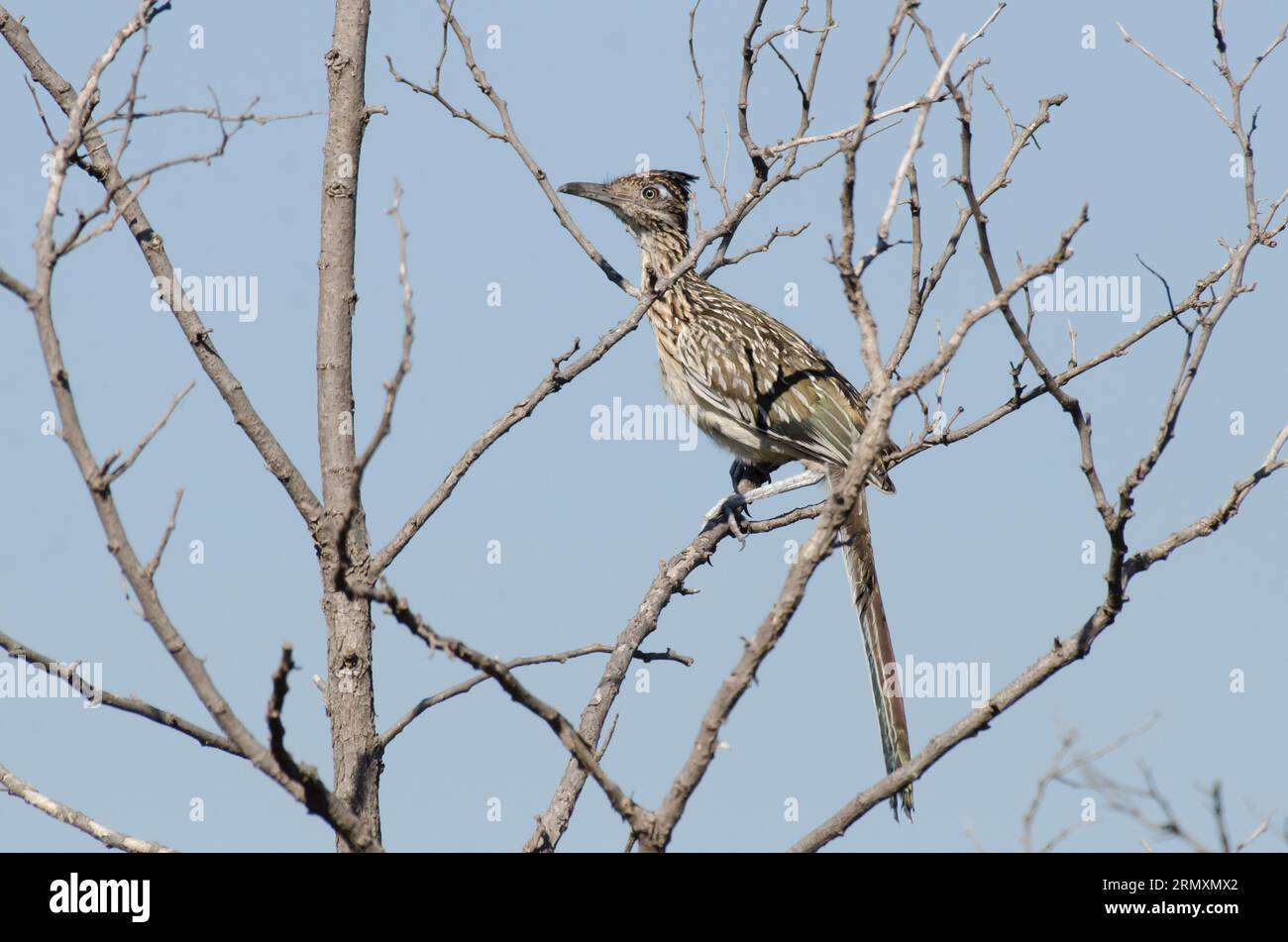 Greater Roadrunner, Geococcyx californianus Stock Photo - Alamy