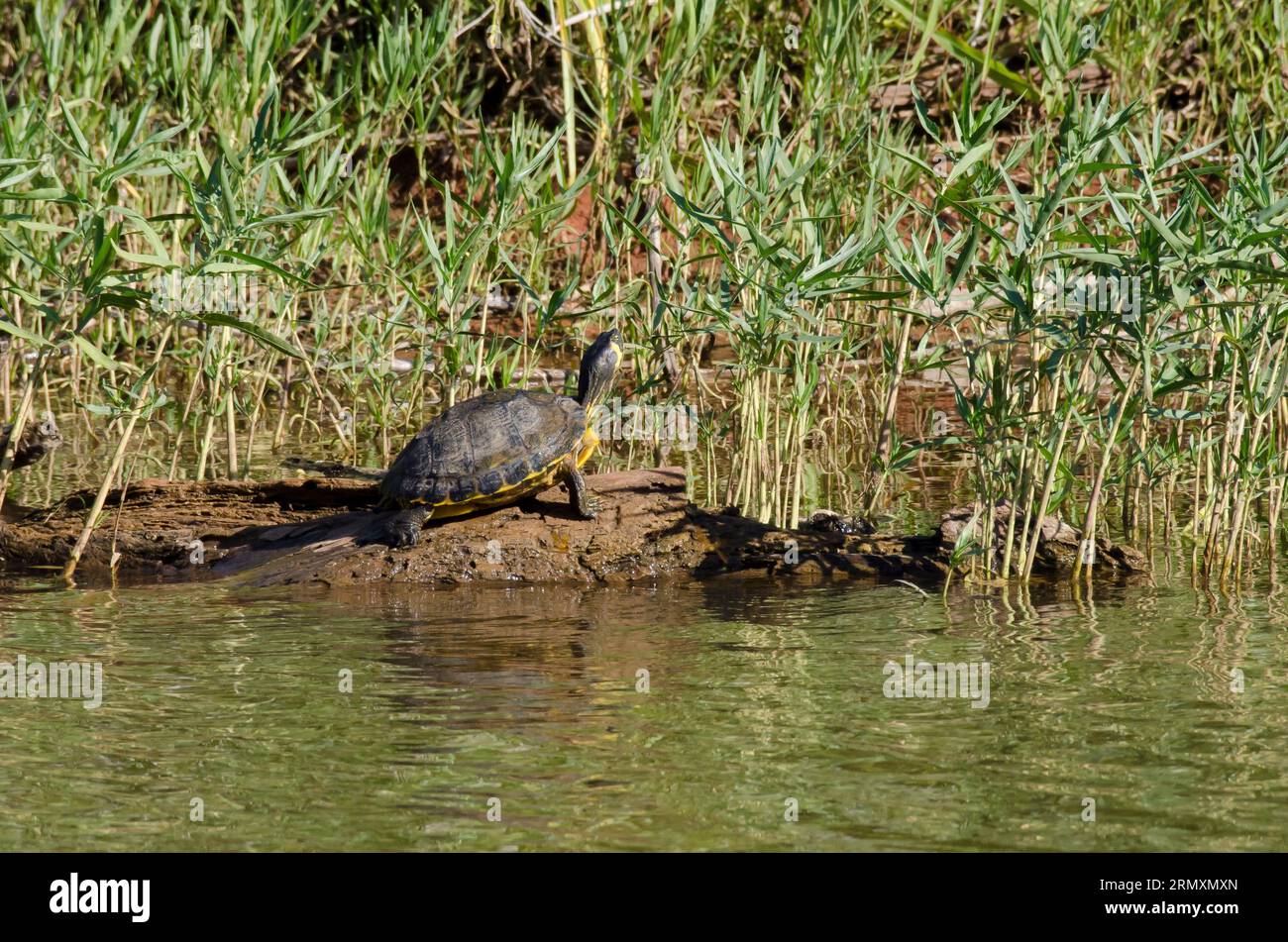 Yellow bellied slider hi-res stock photography and images - Alamy