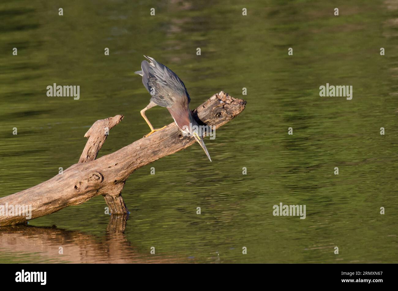 Stalking predator hi-res stock photography and images - Alamy