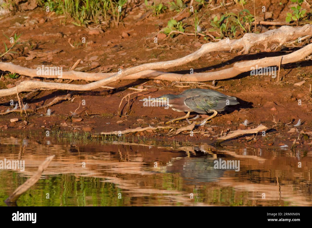 Stalking predator hi-res stock photography and images - Alamy