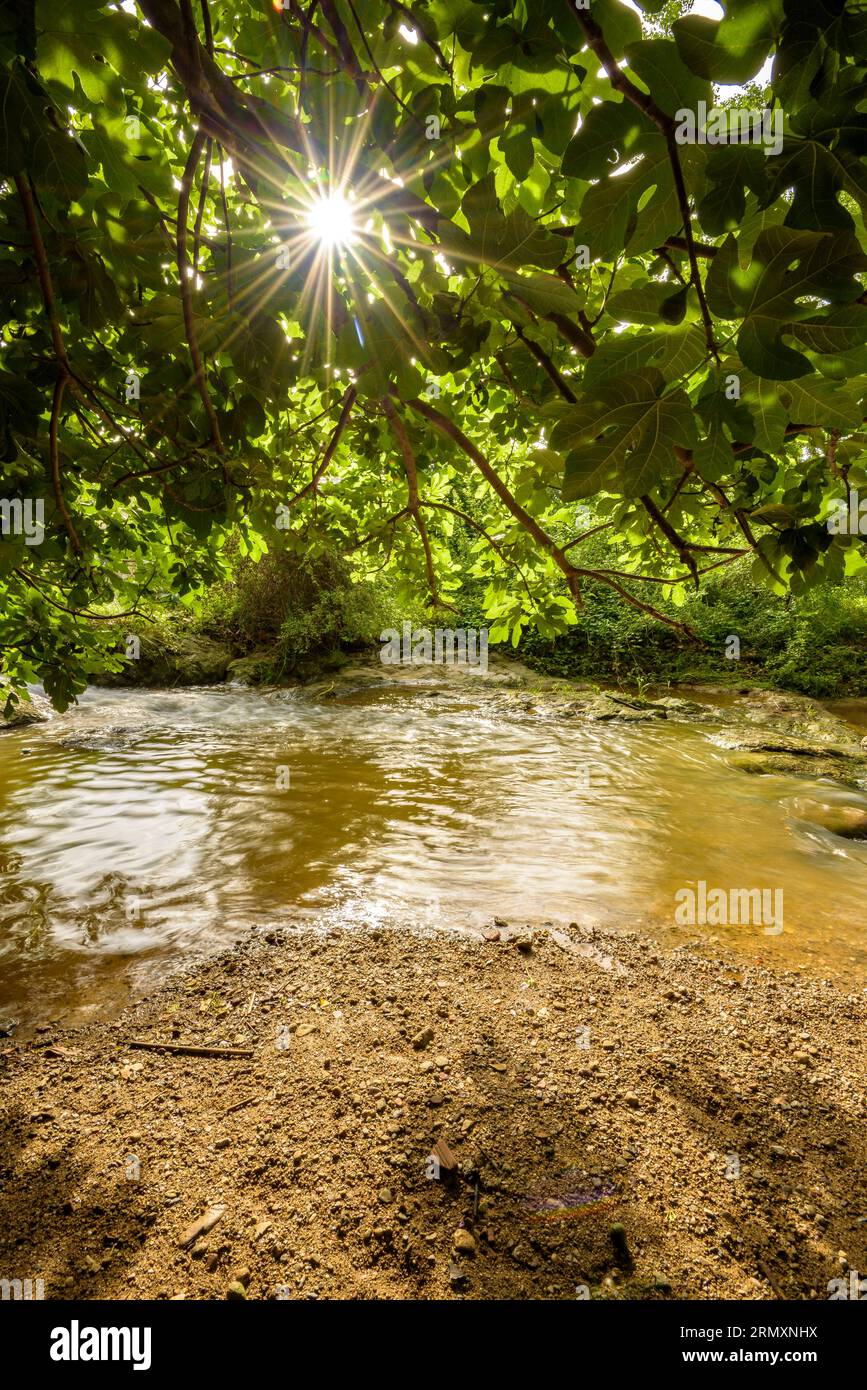 Hoja de rayo hi-res stock photography and images - Alamy