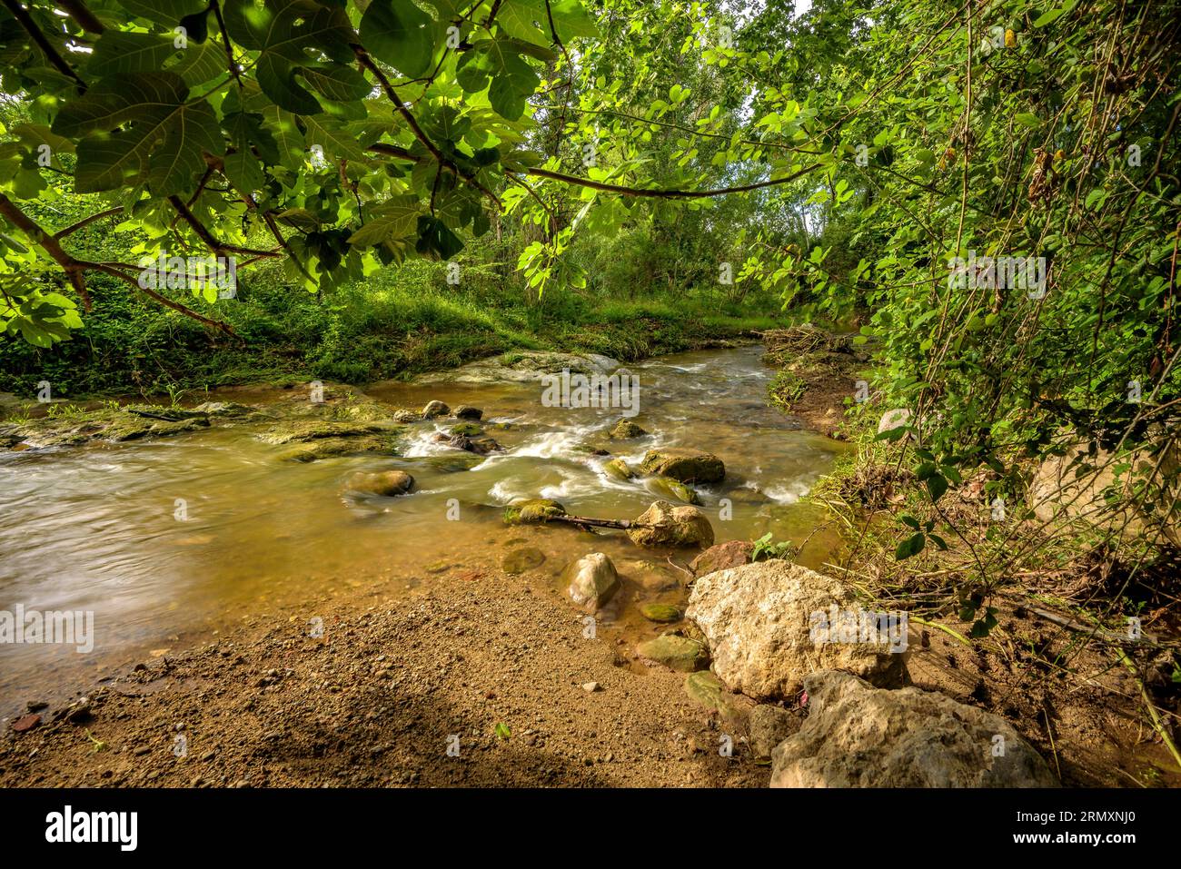 Feuille de ficus hi-res stock photography and images - Alamy