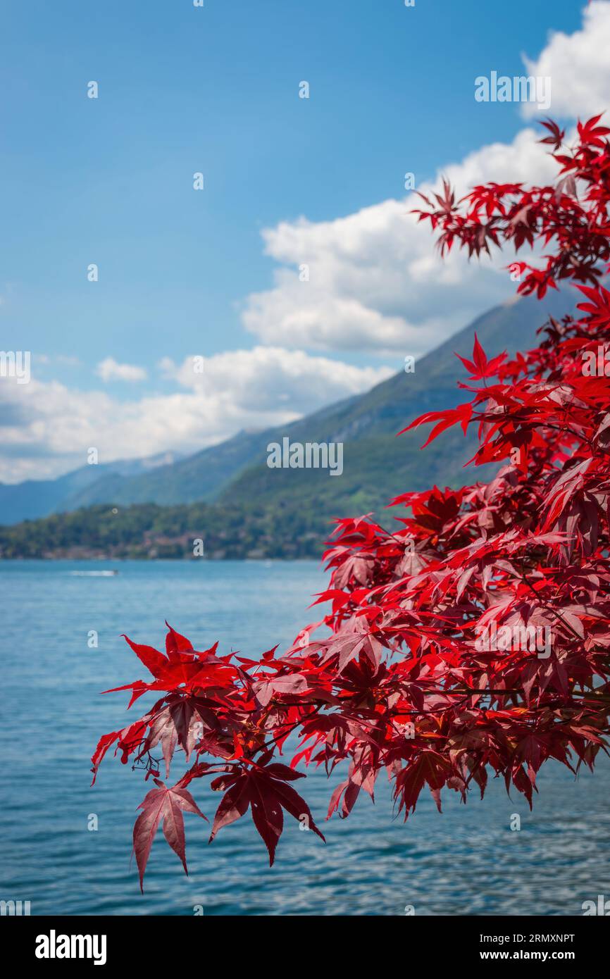 Red leaves of young maple tree at Lake Como, Italy against blue sky ...