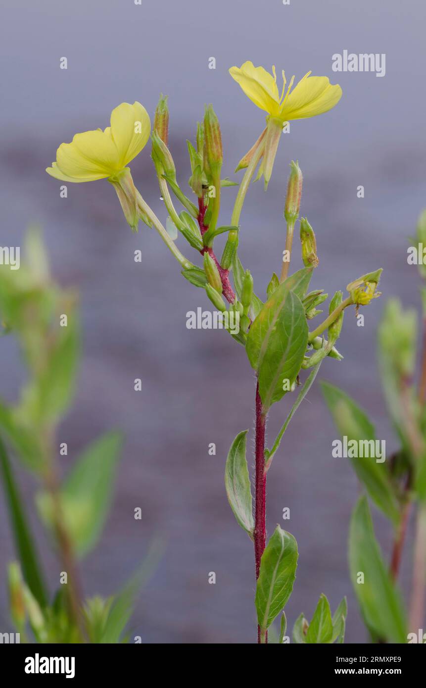 Common Evening Primrose, Oenothera villosa Stock Photo - Alamy