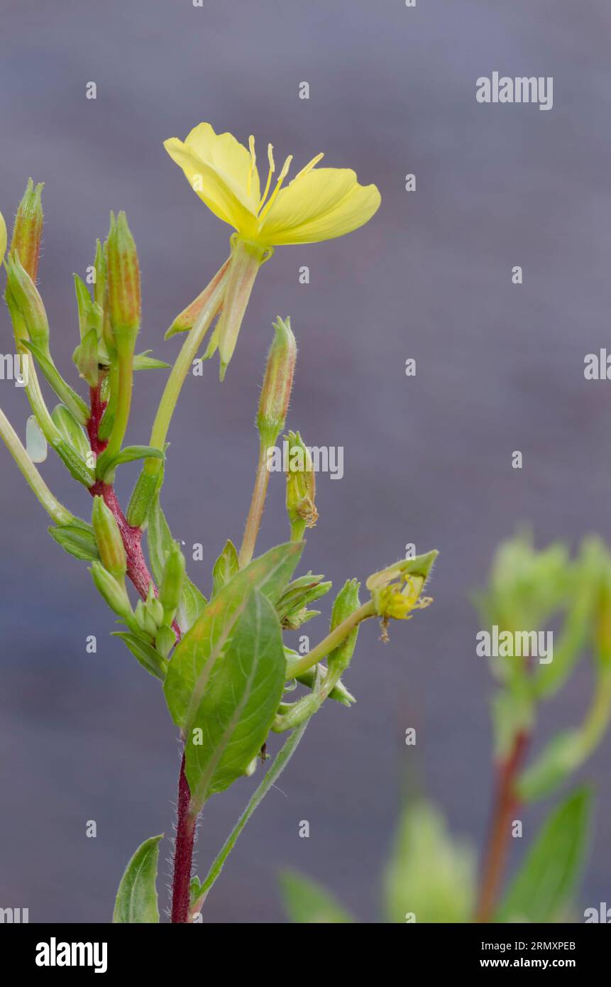 Common Evening Primrose, Oenothera villosa Stock Photo - Alamy