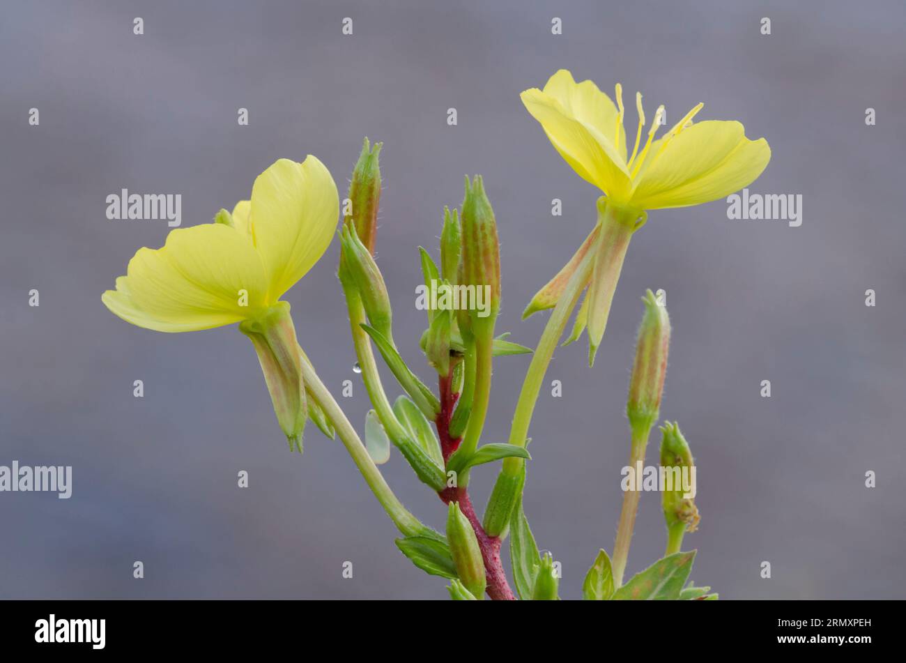 Common Evening Primrose, Oenothera villosa Stock Photo - Alamy