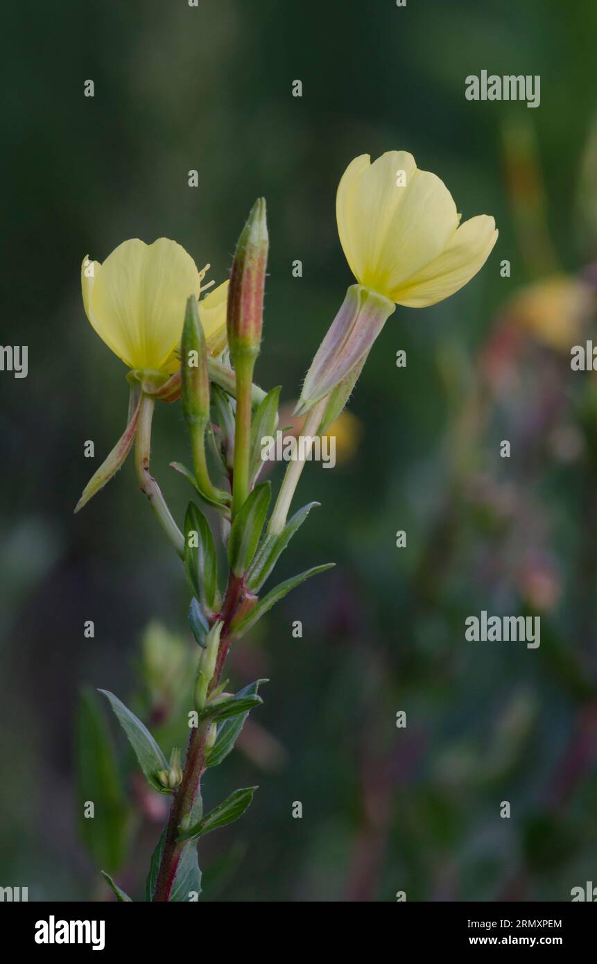 Common Evening Primrose, Oenothera villosa Stock Photo - Alamy