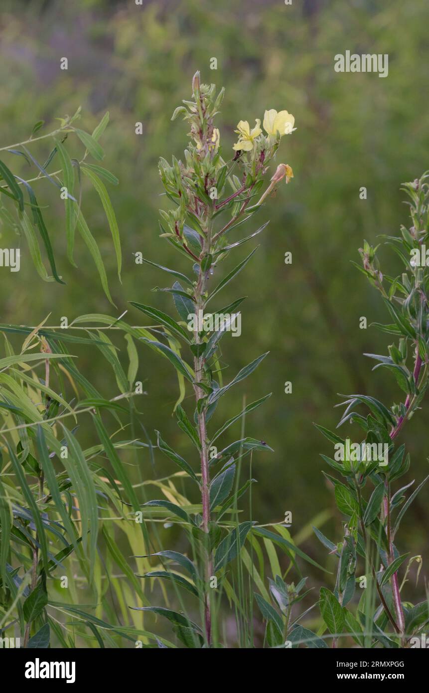 Common Evening Primrose, Oenothera villosa Stock Photo - Alamy