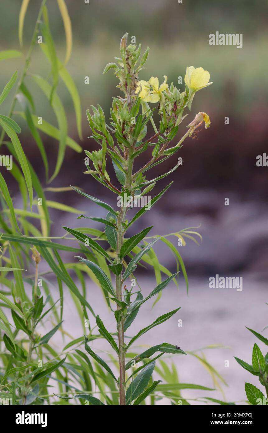 Common Evening Primrose, Oenothera villosa Stock Photo - Alamy