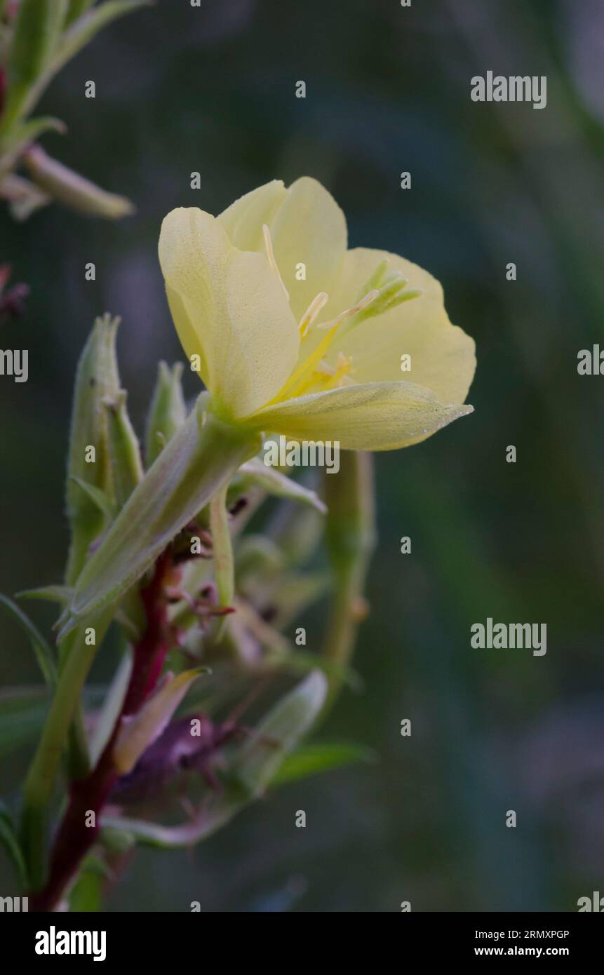 Common Evening Primrose, Oenothera villosa Stock Photo - Alamy
