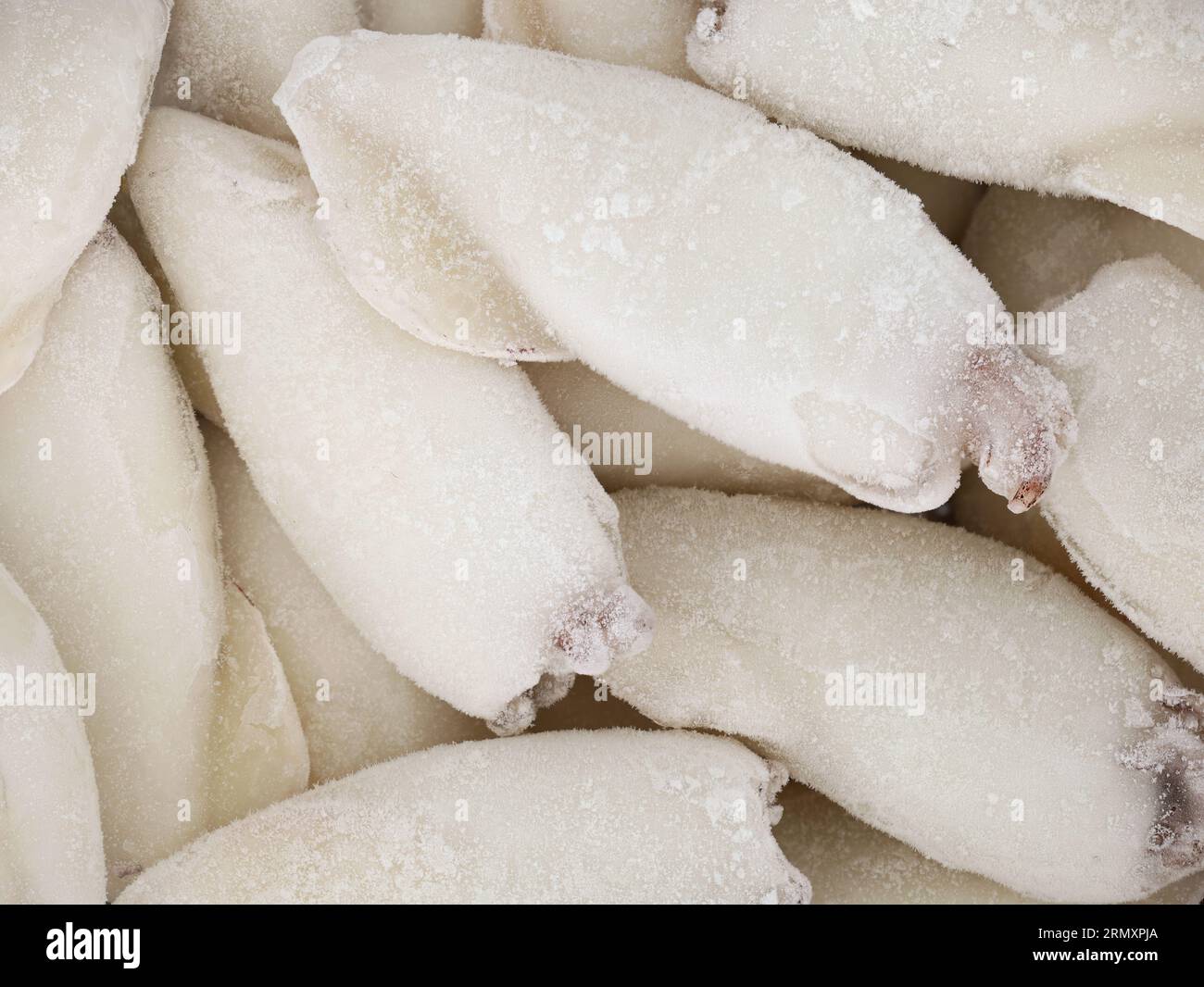 Splendid squid hi-res stock photography and images - Alamy