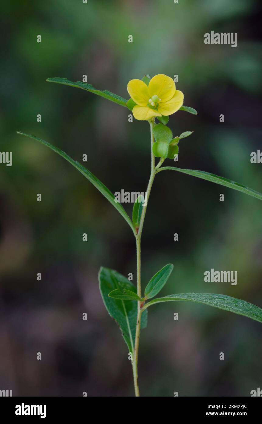 Seedbox, Ludwigia alternifolia Stock Photo - Alamy
