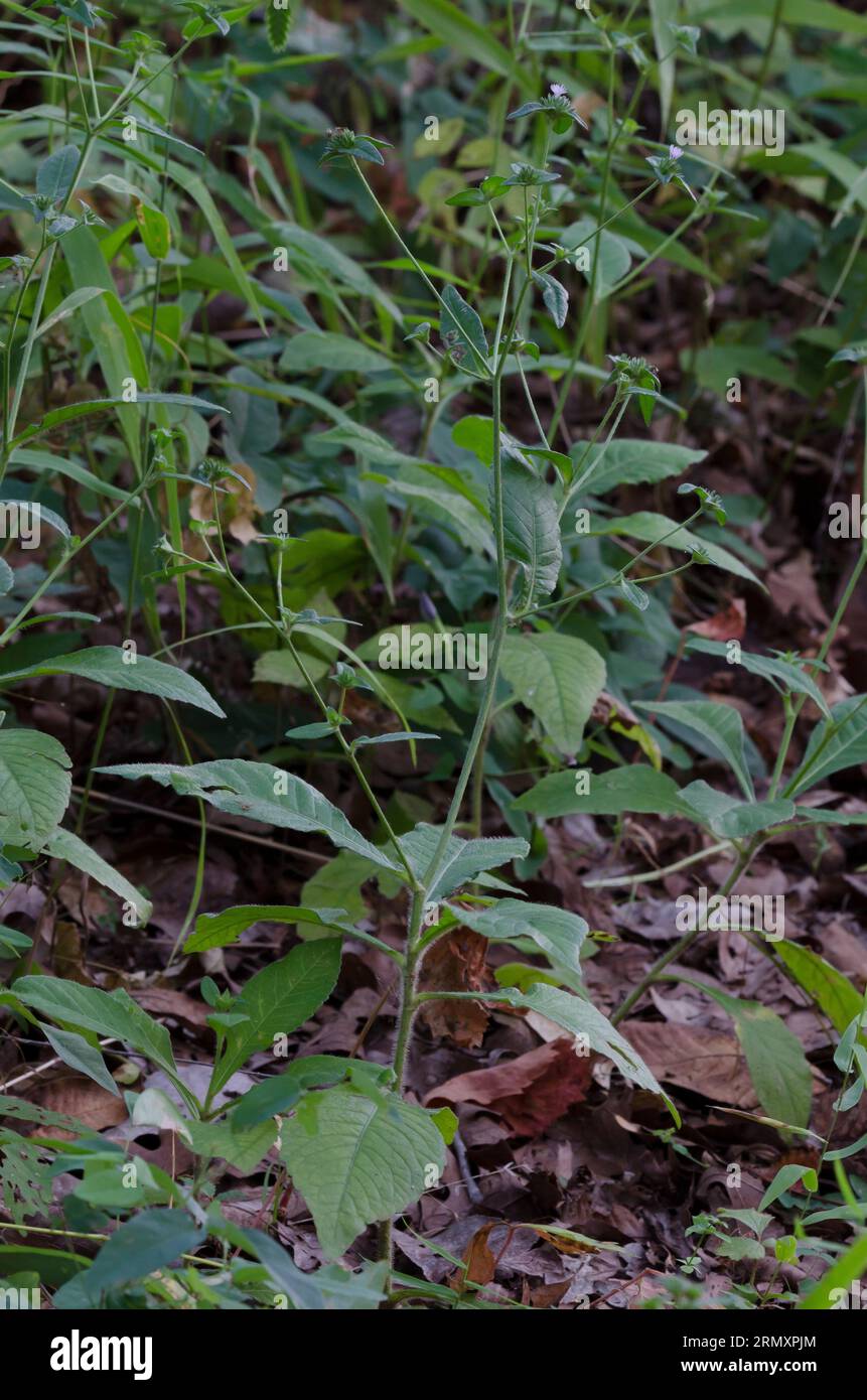 Carolina Elephantsfoot, Elephantopus carolinianus Stock Photo - Alamy