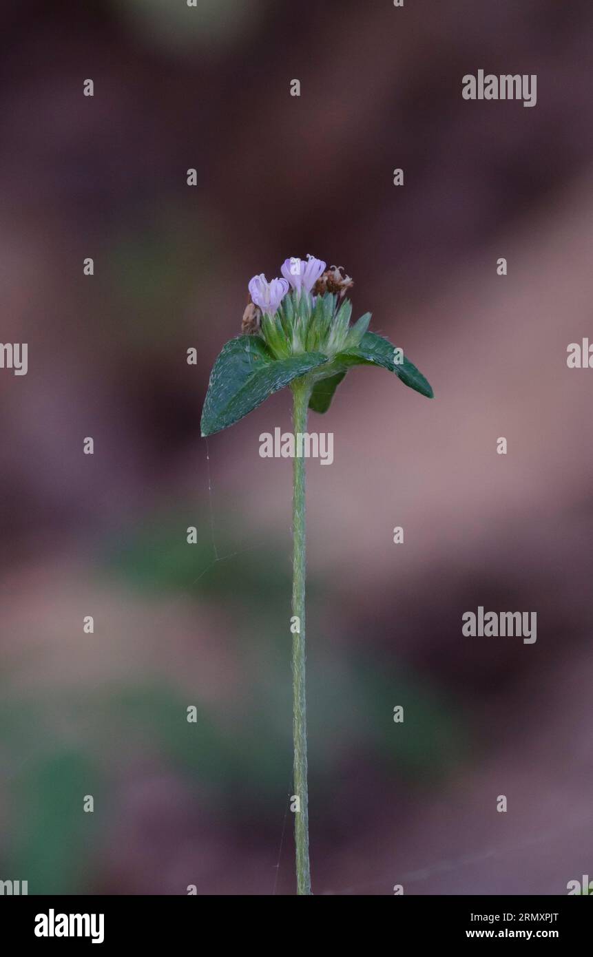 Carolina elephantsfoot hi-res stock photography and images - Alamy