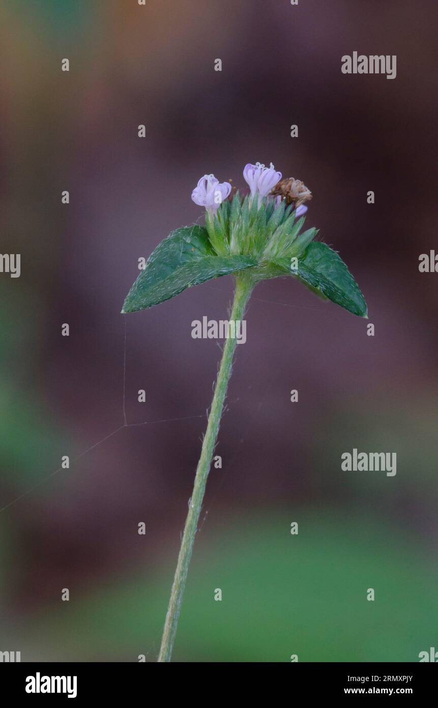Carolina elephantsfoot hi-res stock photography and images - Alamy