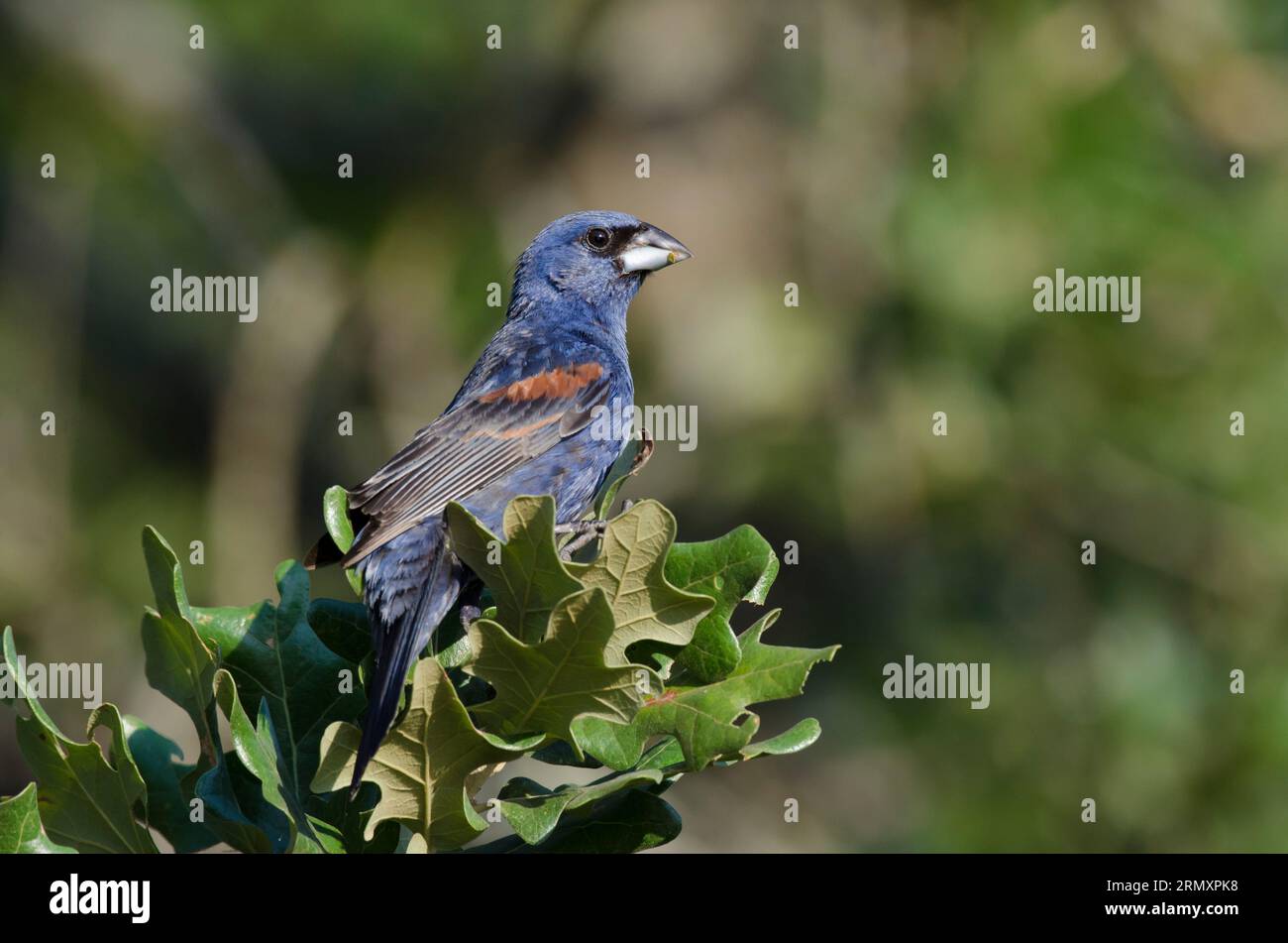 Blue Grosbeak, Passerina caerulea, male Stock Photo - Alamy
