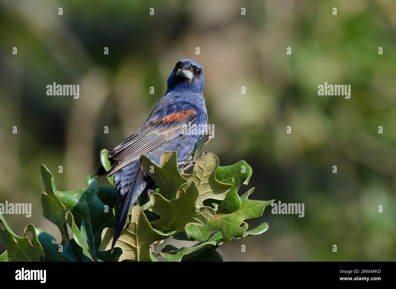 Blue Grosbeak, Passerina caerulea, male Stock Photo - Alamy