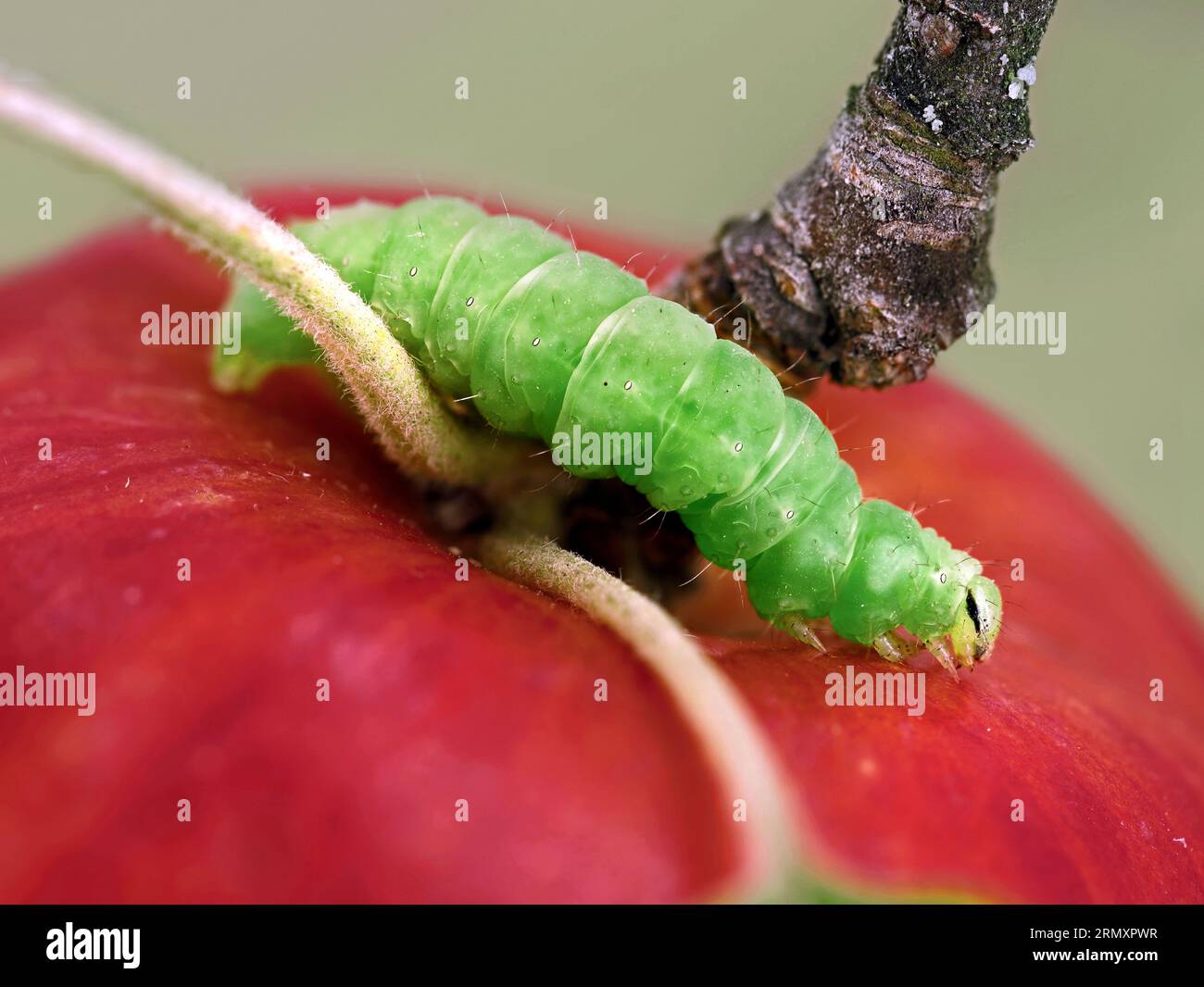Silver y moth caterpillar hi-res stock photography and images - Alamy