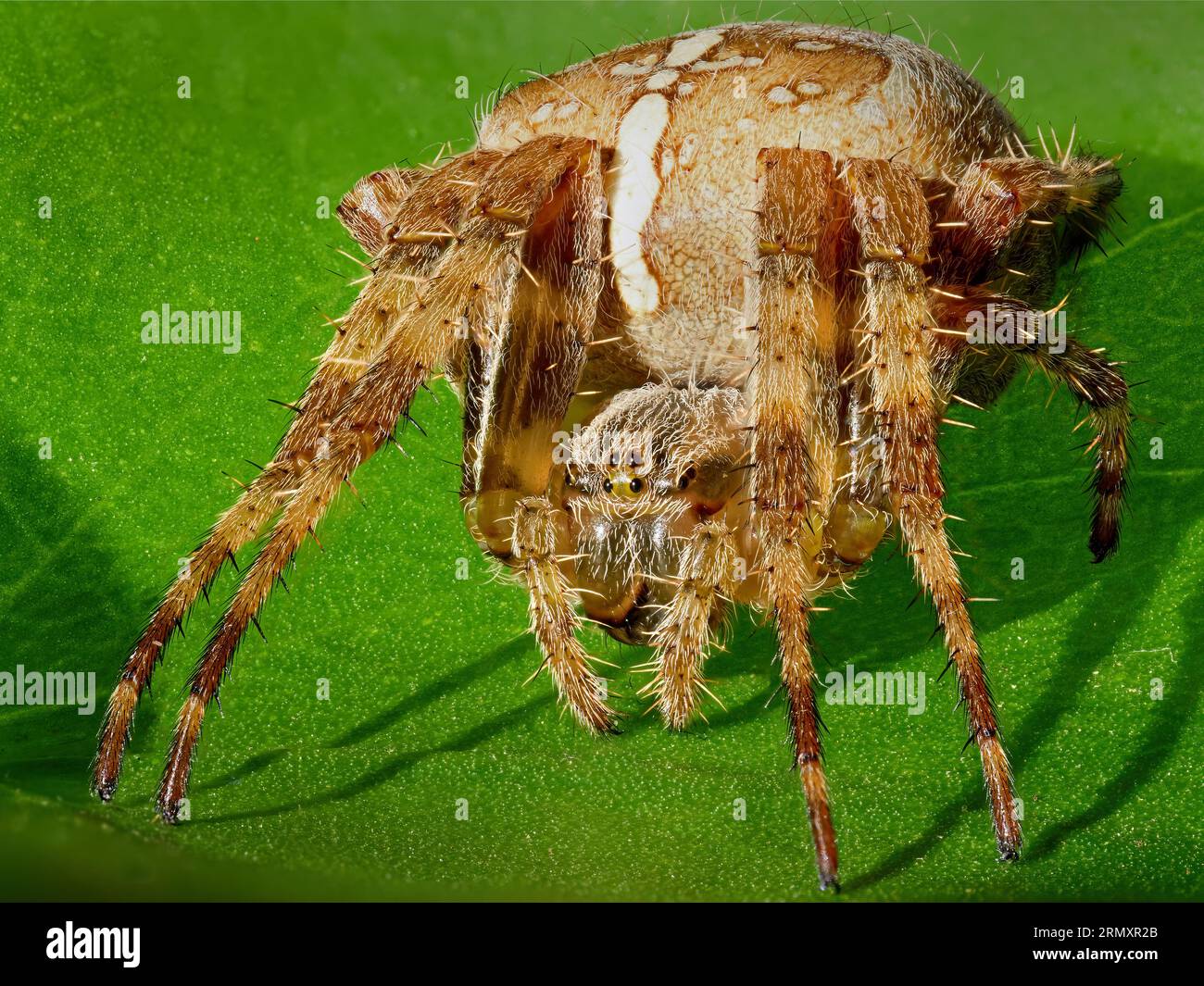 Danish garden spider hi-res stock photography and images - Alamy