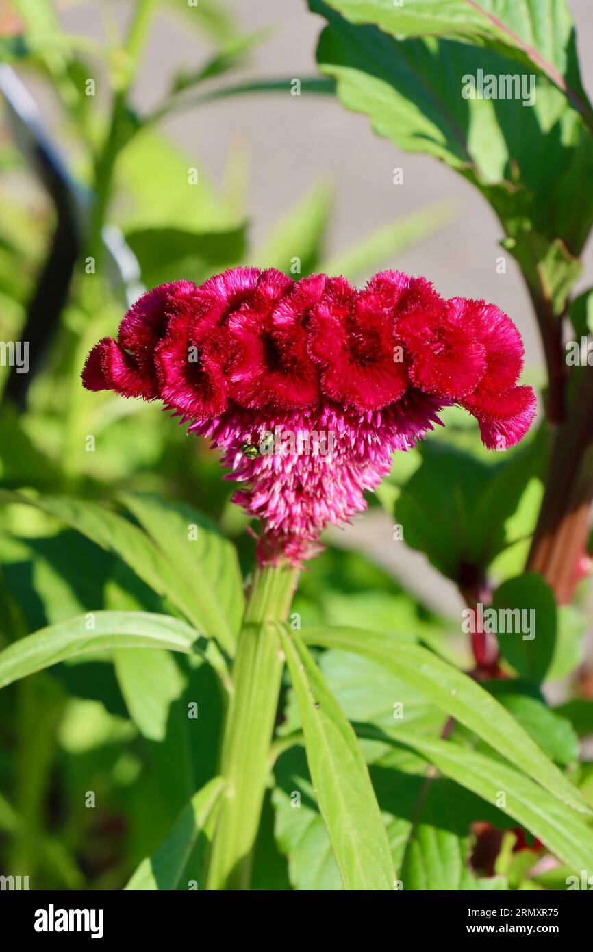 Celosia cristata cockscomb hi-res stock photography and images - Alamy