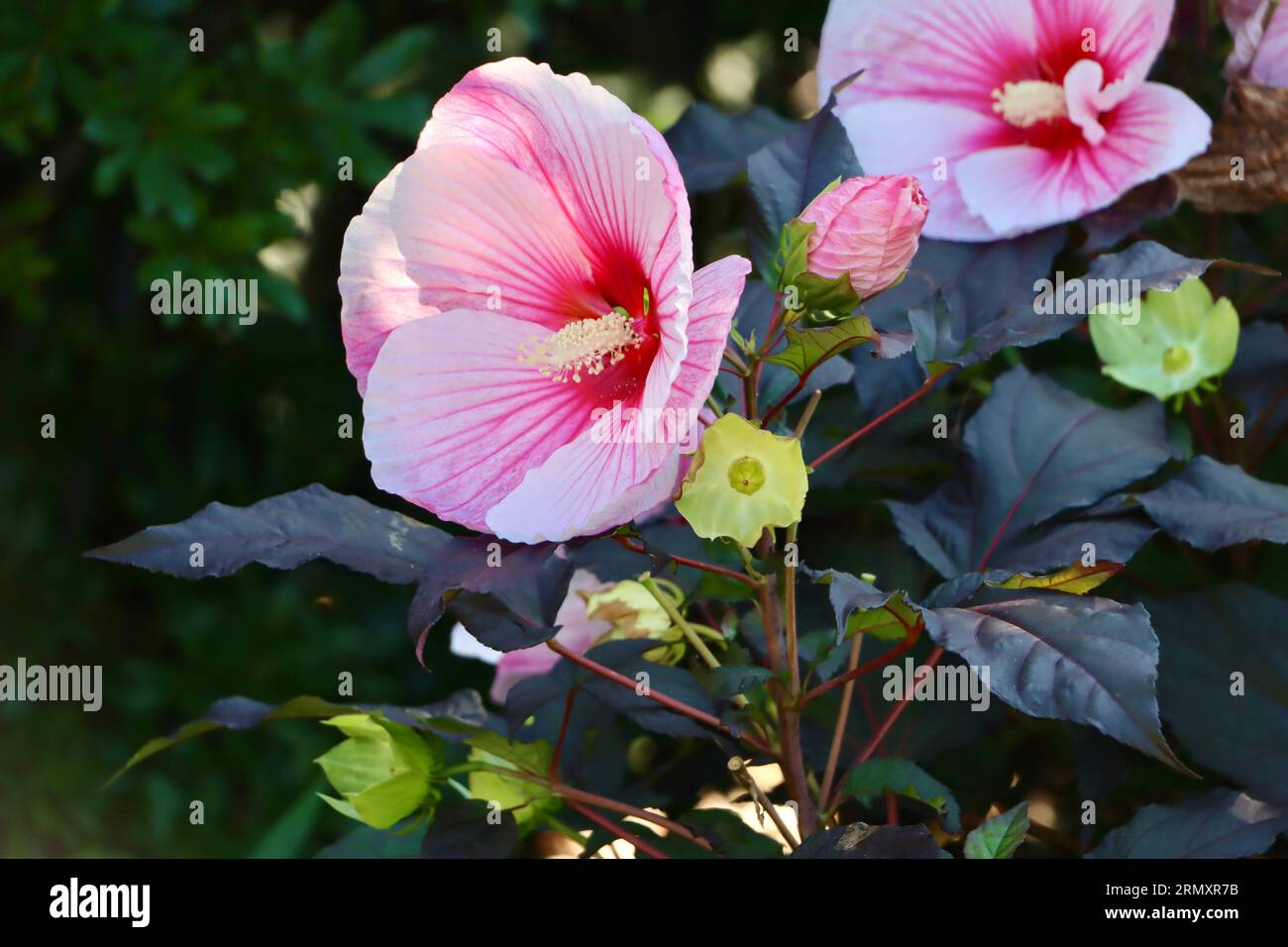 Hibiscus moscheutos, the rose mallow, at Cleveland Botanical Garden ...