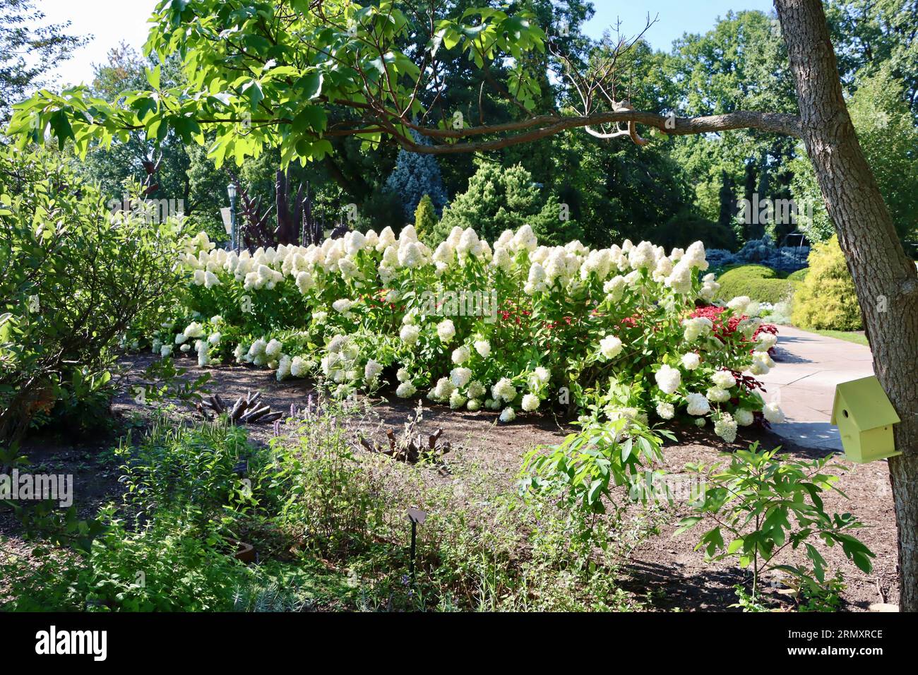 Large hydrangea plant at Cleveland Botanical Garden, Cleveland, Ohio ...