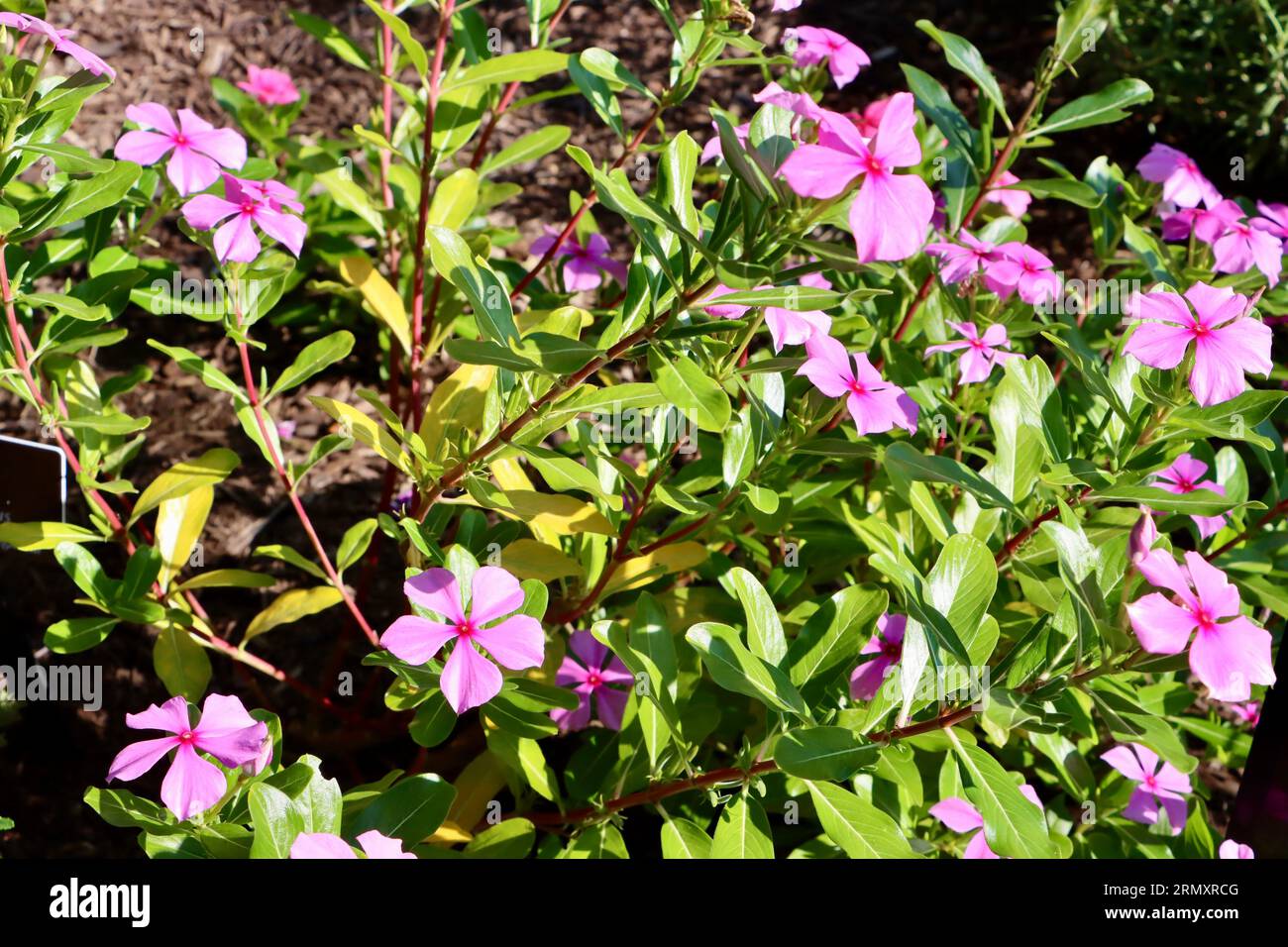 Madagascar periwinkle, Catharanthus roseus, at Cleveland Botanical ...