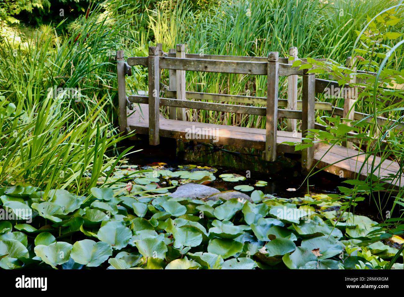 Bridge over pond with lily pads at Cleveland Botanical garden ...