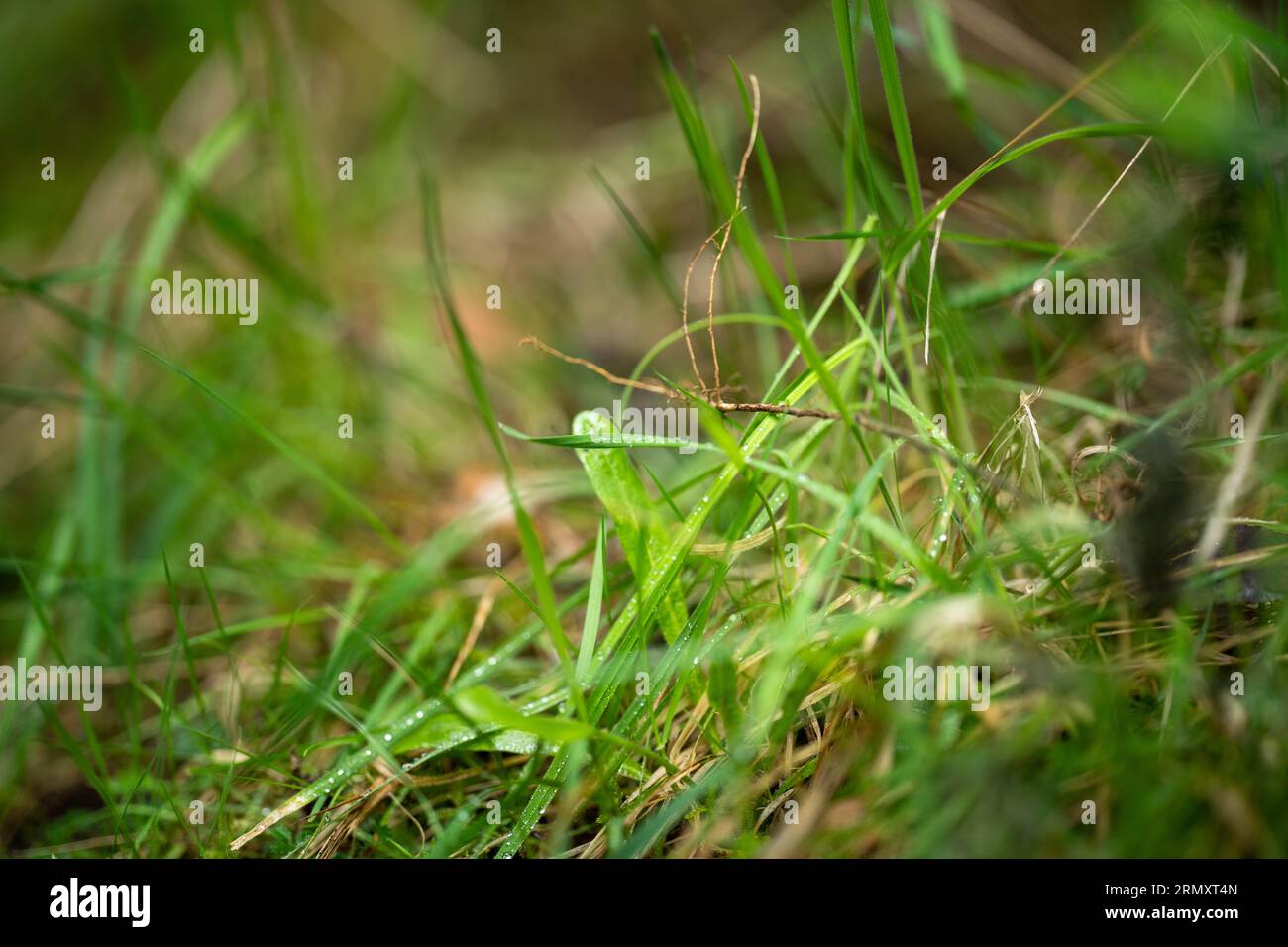 long native grasses on a regenerative agricultural farm. pasture in a ...