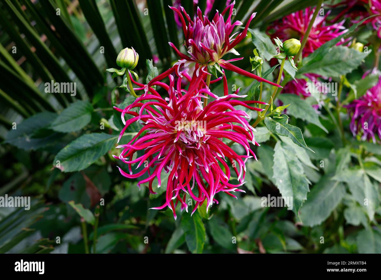 Dahlia spiderwoman hi-res stock photography and images - Alamy