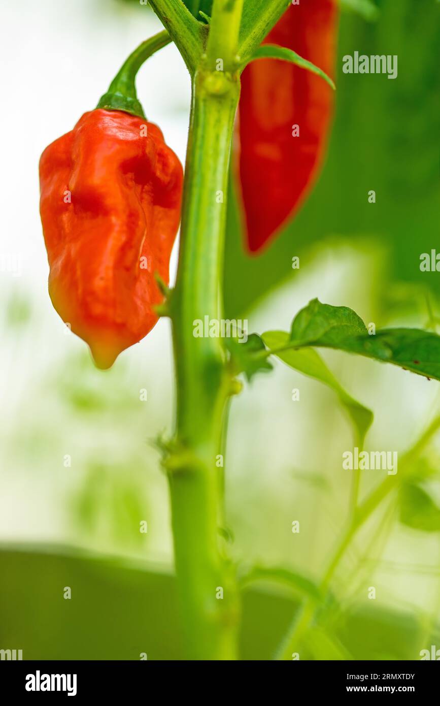 Ghost pepper bhut jolokoa hi-res stock photography and images - Alamy