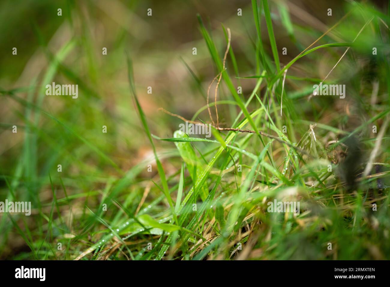 long native grasses on a regenerative agricultural farm. pasture in a ...