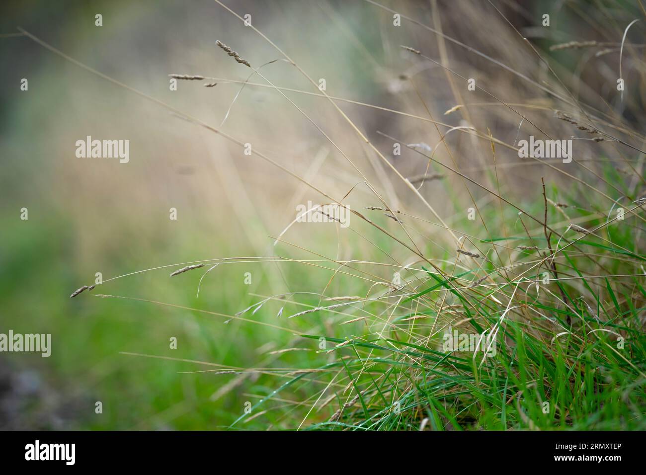 long native grasses on a regenerative agricultural farm. pasture in a ...