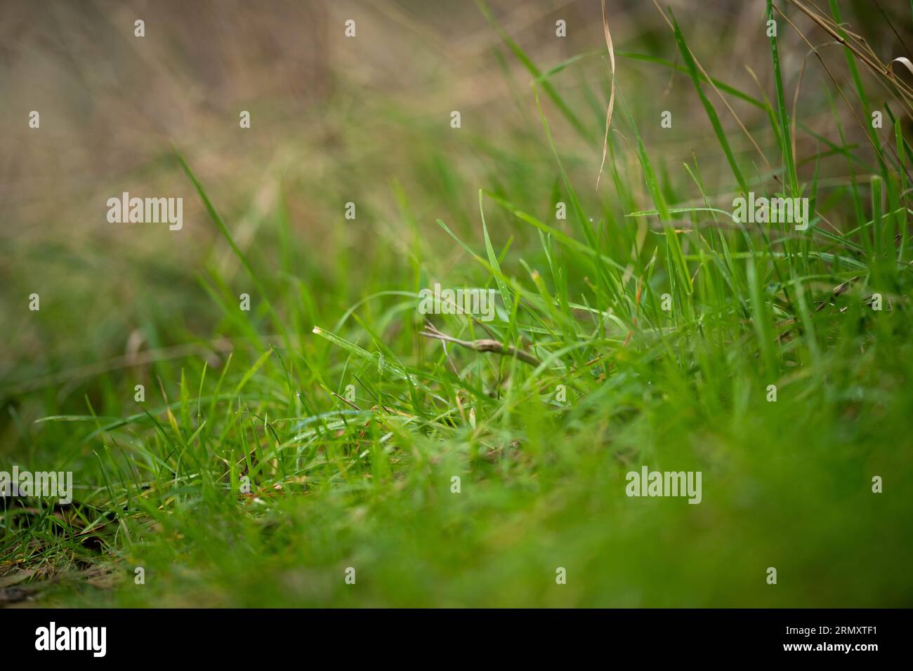 long native grasses on a regenerative agricultural farm. pasture in a ...