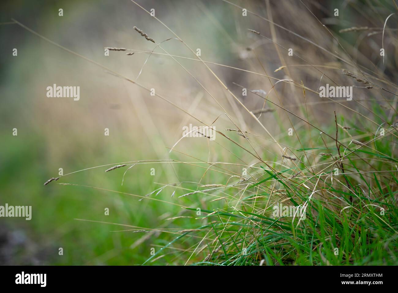 long native grasses on a regenerative agricultural farm. pasture in a ...
