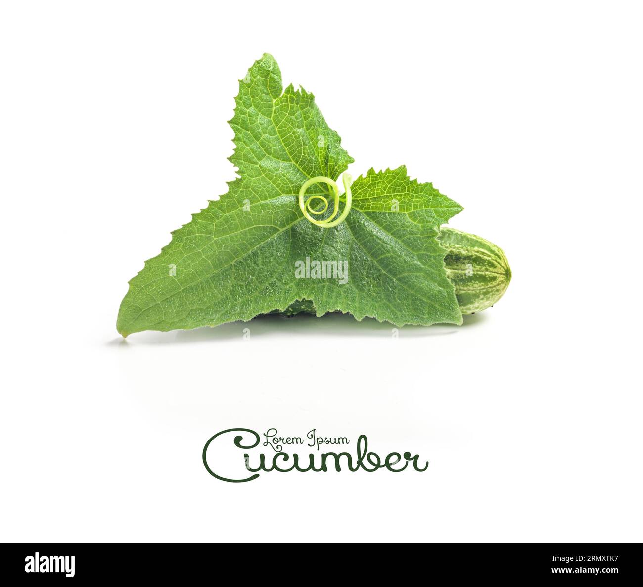 Cucumber and leaf with spiral tendril isolated on white background ...