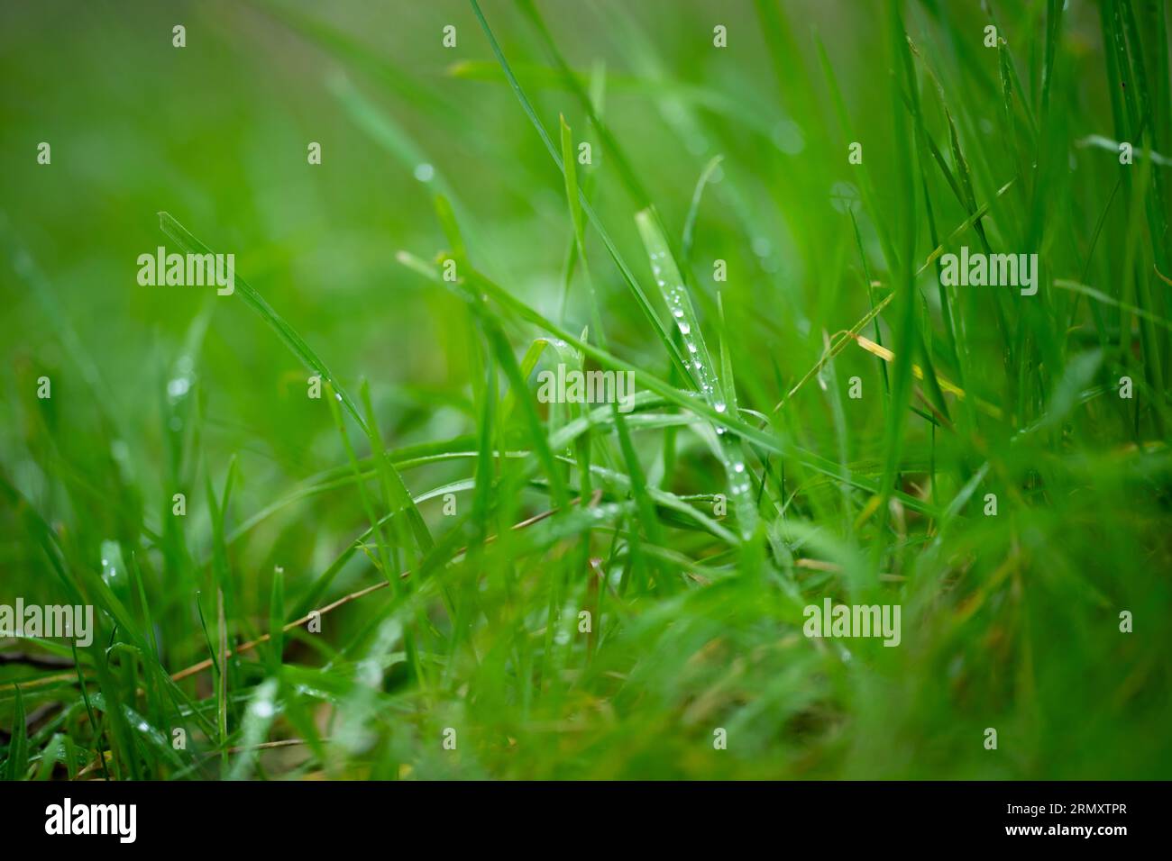 long native grasses on a regenerative agricultural farm. pasture in a ...