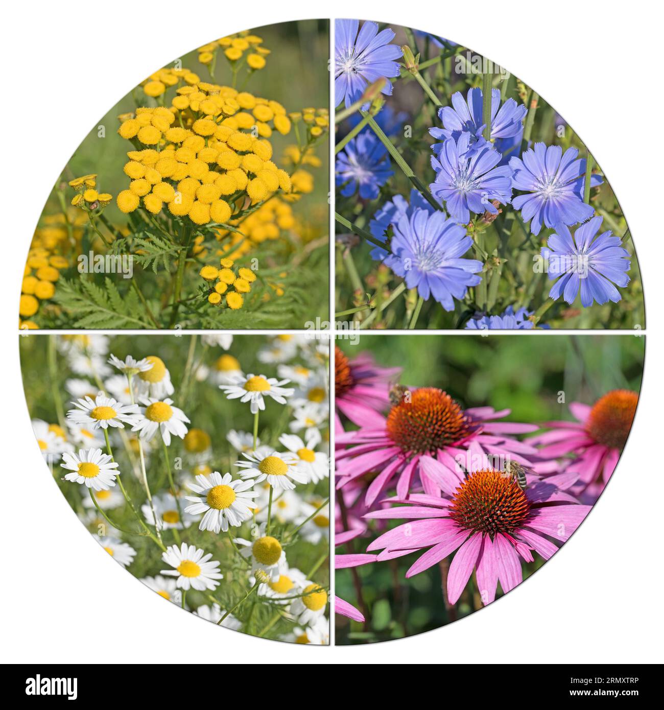 Various medicinal plants in a collage Stock Photo - Alamy