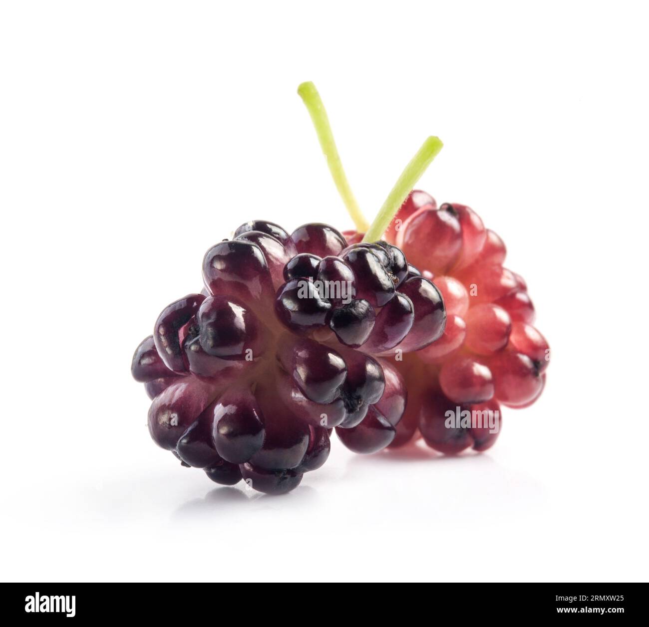 Red mulberry tree foliage Cut Out Stock Images & Pictures - Alamy