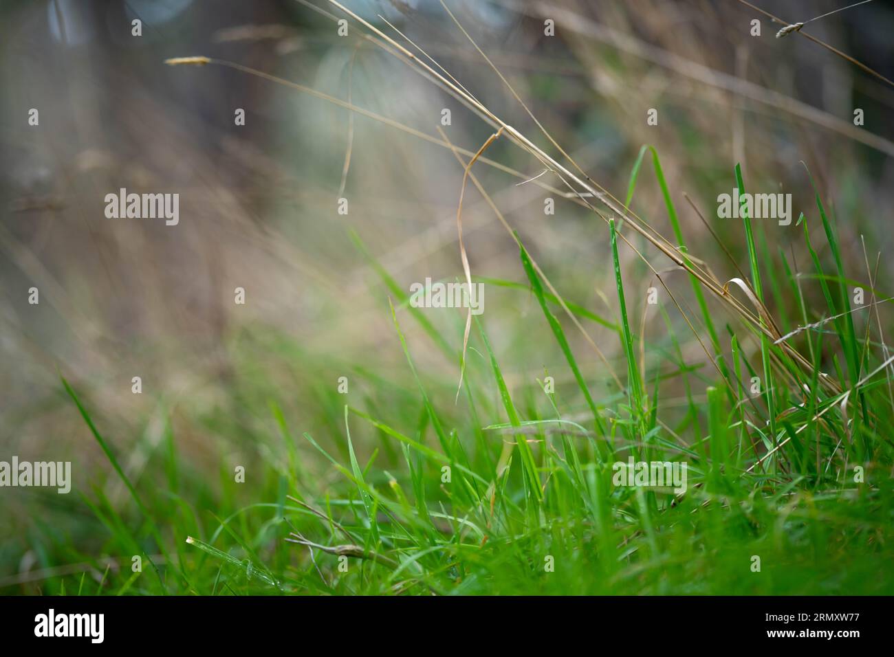 long native grasses on a regenerative agricultural farm. pasture in a ...