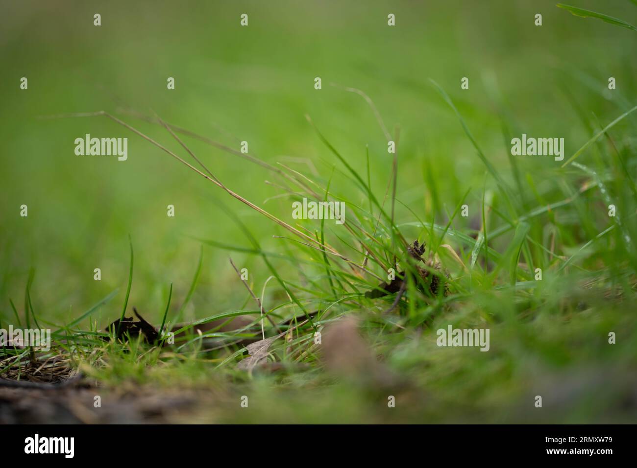 long native grasses on a regenerative agricultural farm. pasture in a ...