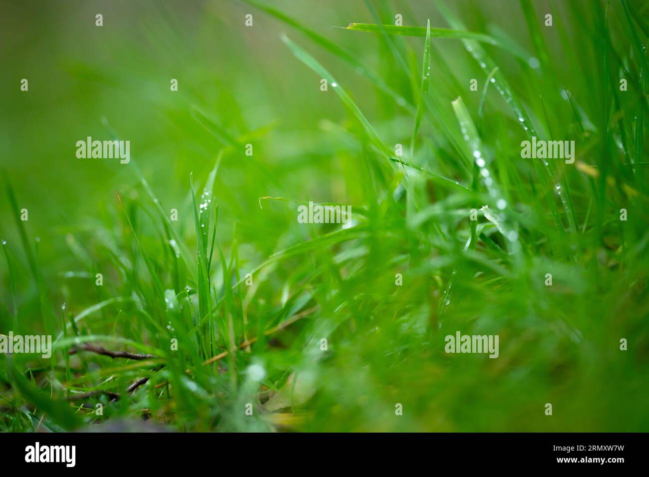 long native grasses on a regenerative agricultural farm. pasture in a ...